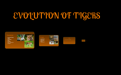 Evolution Of Tigers by Samantha Furgiuele on Prezi