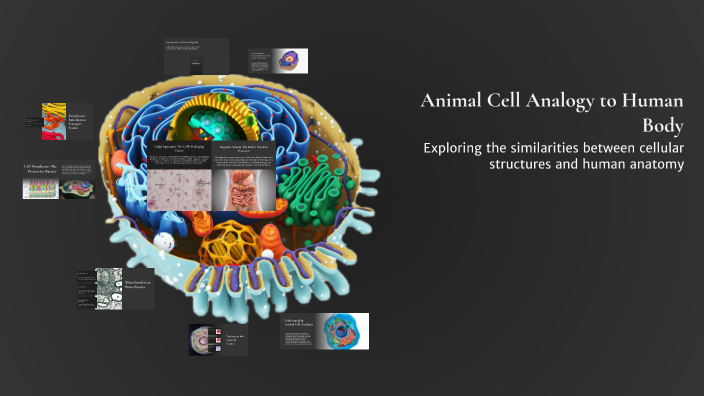 Animal Cell Analogy to Human Body by Gina Canning on Prezi