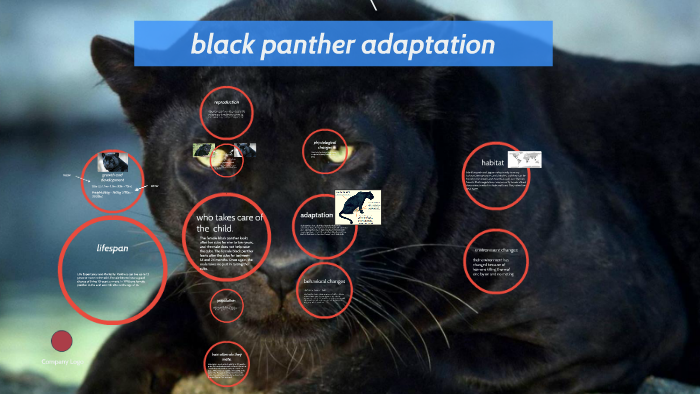 black panther by ricardo carlos on Prezi