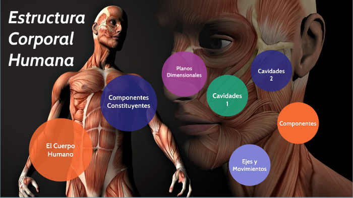 Estructura del Cuerpo Humano by Francisco Fernandez on Prezi