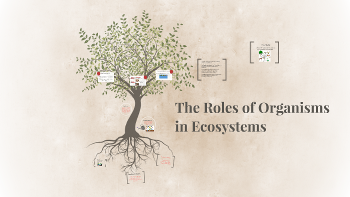 The Roles of Organisms in Ecosystems by Elizabeth Munro on Prezi