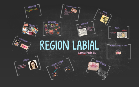 REGION LABIAL by Cami Pinto Fritz on Prezi