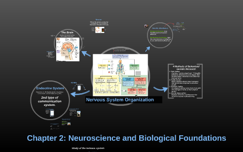 Chapter 2: Neuroscience and Biological Foundations by Erin Guarnero on ...