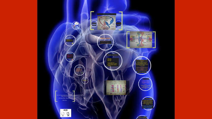 ORGANIZACIÓN FUNCIONAL DEL SISTEMA CARDIOVASCULAR by Adán Pérez ... ORGANIZACIÓN FUNCIONAL DEL SISTEMA CARDIOVASCULAR by Adán Pérez ...