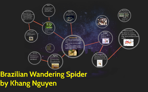 Brazilian Wandering Spider by Khang Nguyen