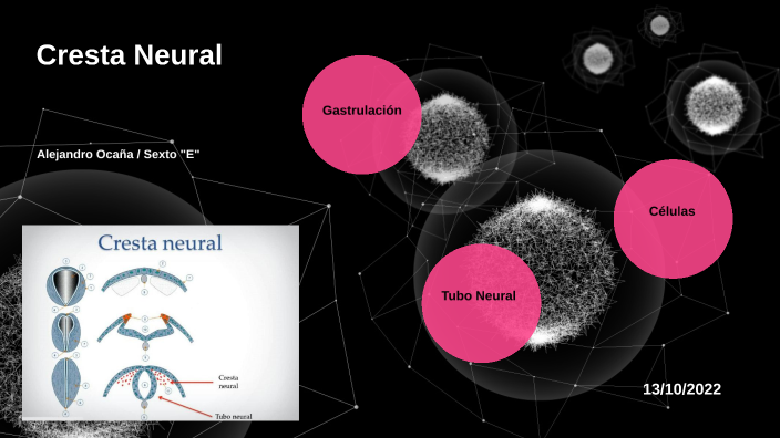 Cresta Neural by Alejandro Ocaña on Prezi