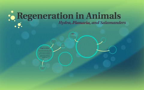Regeneration in Animals by Sasha Nader on Prezi