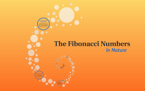 Fibonacci Numbers in Nature by Curious Lion on Prezi