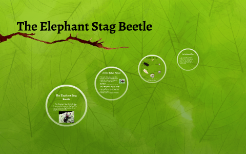 The Elephant Stag Beetle by Lily Mullens