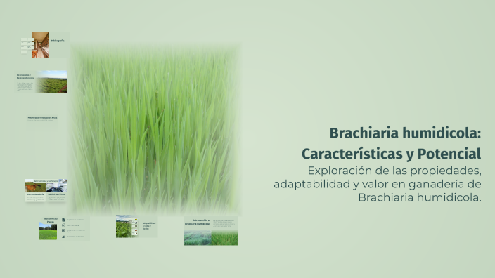 Brachiaria humidicola: Características y Potencial by Santiago Mir on Prezi