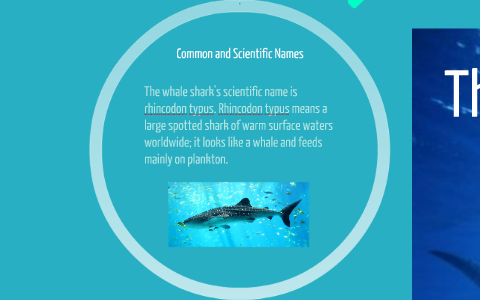 The Whale Shark by N DR on Prezi
