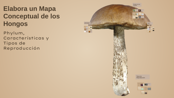 Elabora un Mapa Conceptual de los Hongos by Kadir Jose on Prezi