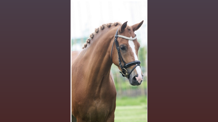 Business plan by Robin Verbeek on Prezi