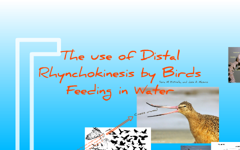 The use of Distal Rhynchokinesis by Birds Feeding in Water by Fernando ...