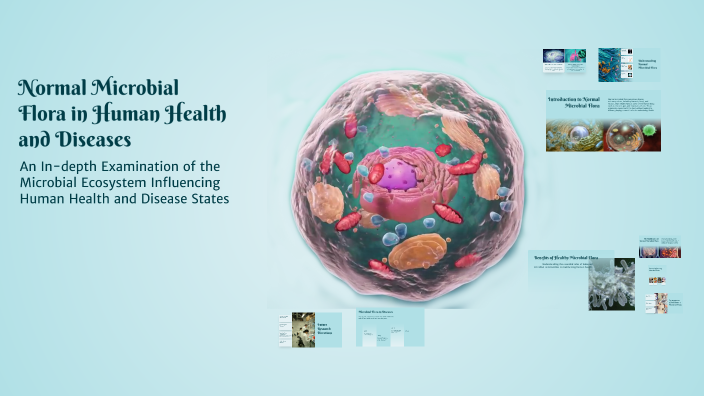 Normal Microbial Flora in Human Health and Diseases by UID0031 Muntasir ...