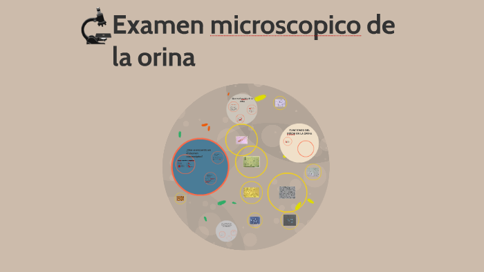 Examen microscopico de la orina by Eduardo Hernandez on Prezi