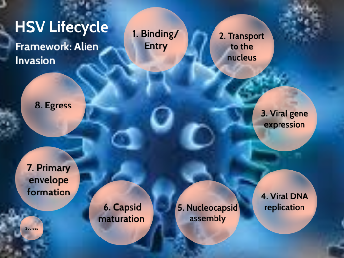 HSV Lifecycle by Deanna Doughty on Prezi