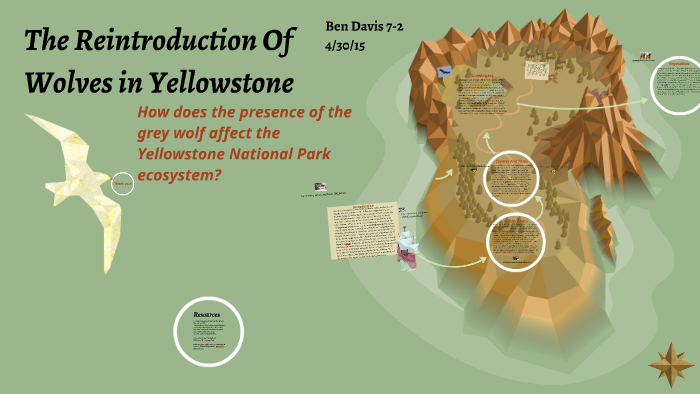 The Reintroduction Of Wolves in Yellowstone by Ben Davis on Prezi