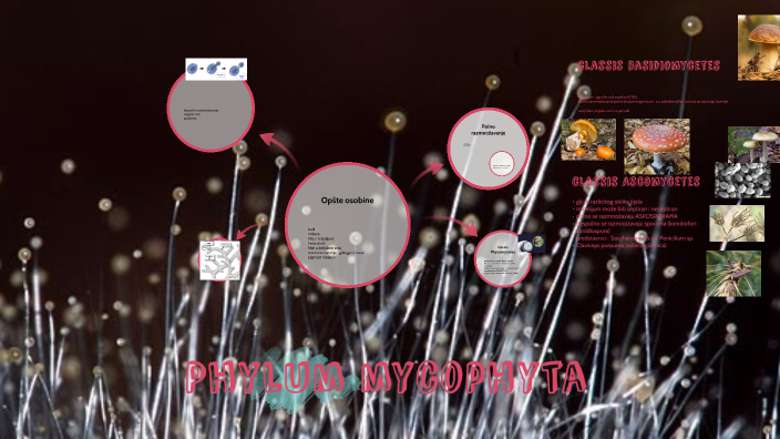 Phylum mycophyta by Aleksandra Savić on Prezi