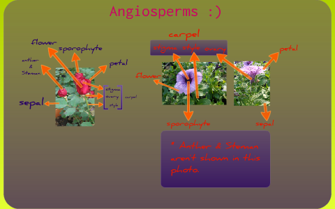 Plant/ Fungi Project :) by Mais Alwan on Prezi