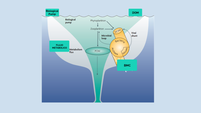 Microbial Production of Recalcitrant Dissolved Organic Matter by Luis ...