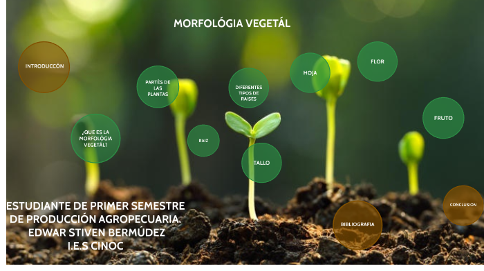 morfología vegetal by Stiven BF on Prezi