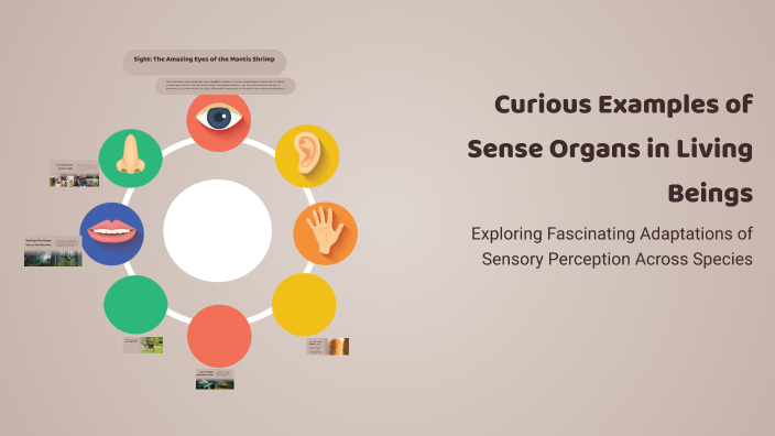 Curious Examples of Sense Organs in Living Beings by Diego Morales on Prezi
