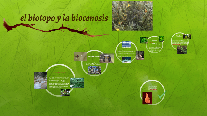 el biotopo y la biocenosis by Christopher Sebastian Barrera Campoverde on Prezi