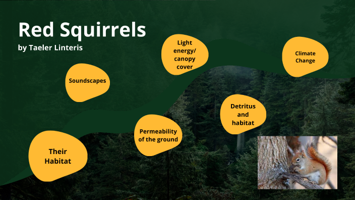 Red Squirrels Science Project by Taeler Linteris on Prezi