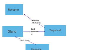 2.3.1 Chemical Communication Concept Map by Sage DeLorme on Prezi Design