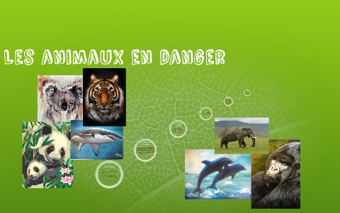 Les animaux en danger by Valerie Binder on Prezi