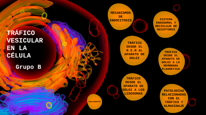 TRÁFICO VESICULAR by Helena del Río Jiménez on Prezi