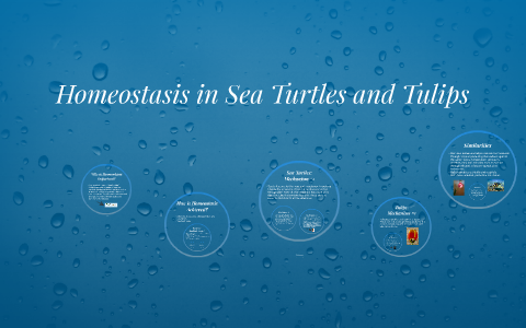 Sea Turtle and Tulip Homeostasis by Gabrielle Courseault on Prezi
