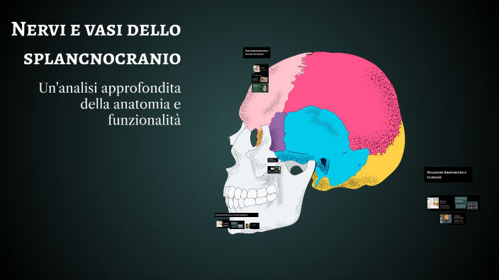 Nervi e vasi dello splancnocranio by Matteo Oddo on Prezi