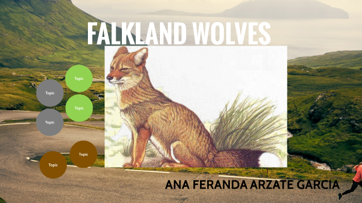 falkland wolves by Fernanda arzate on Prezi