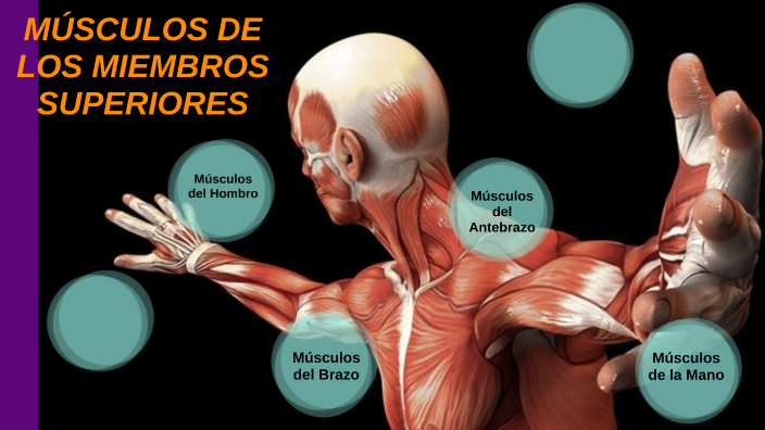 Músculos de los miembros superiores by Jhoselin Duran Diaz on Prezi