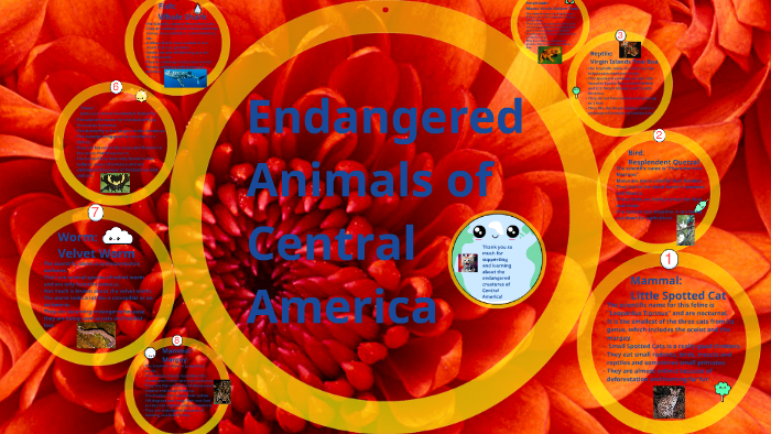 Endangered Animals of Central America by Jayden Walker on Prezi