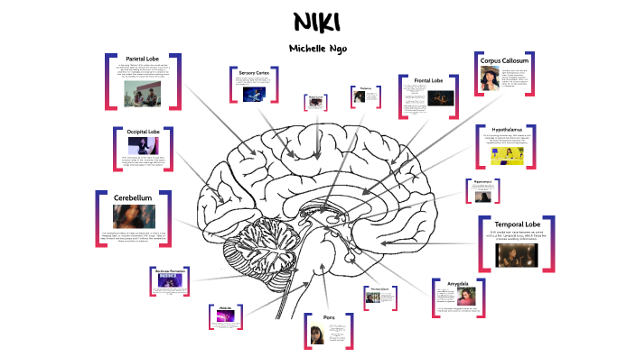 Celebrity Brain Project (NIKI) by Michelle Ngo on Prezi