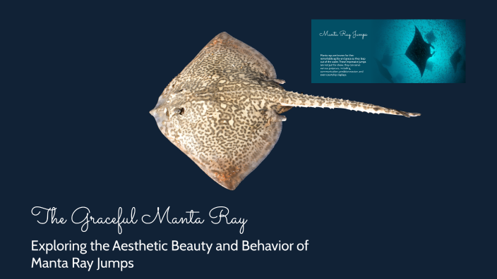 The Graceful Manta Ray by Thomas Marzilli on Prezi