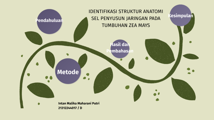 IDENTIFIKASI STRUKTUR ANATOMI SEL PENYUSUN JARINGAN PADA TUMBUHAN ZEA ...