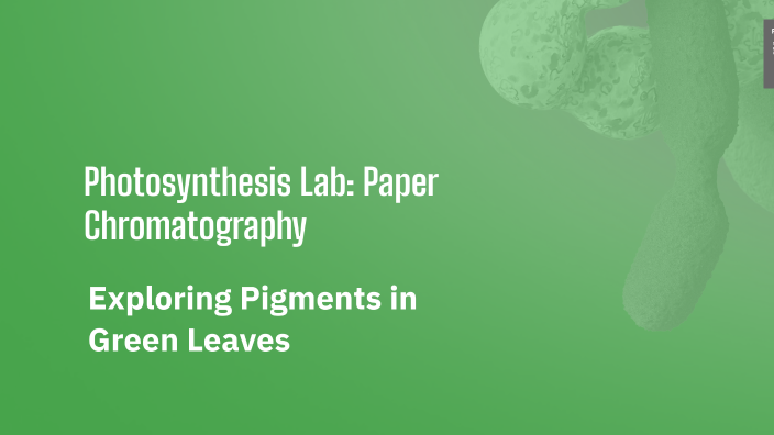Photosynthesis Lab: Paper Chromatography by Katie Trotter on Prezi