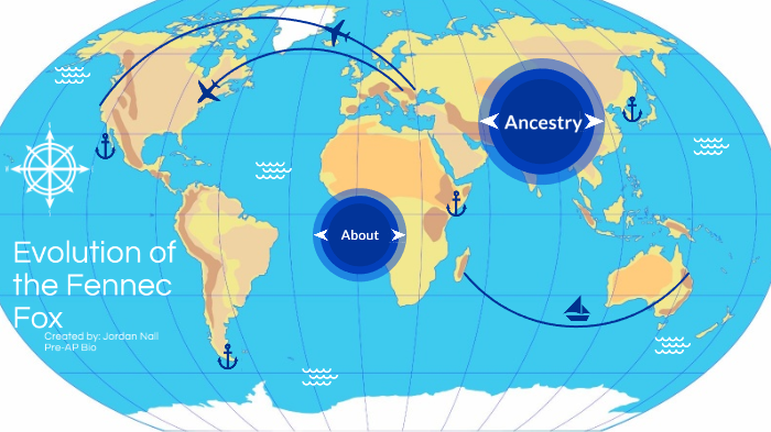 Evolution of the Fennec Fox by Psycho Sagittarius on Prezi