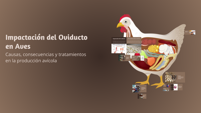 Impactación del Oviducto en Aves by Mari González on Prezi