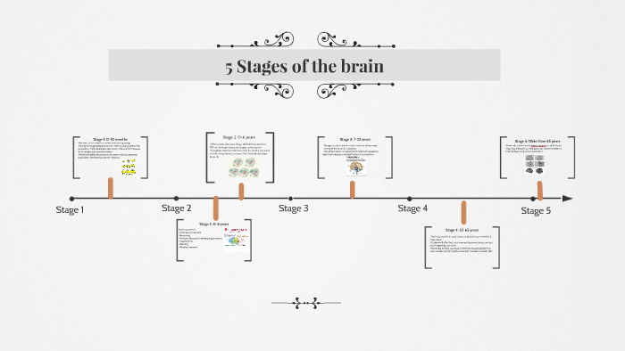 5 Stages of the brain by Megan Potvin on Prezi