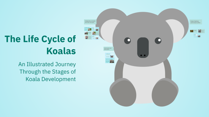 The Life Cycle of Koalas by Liza K on Prezi