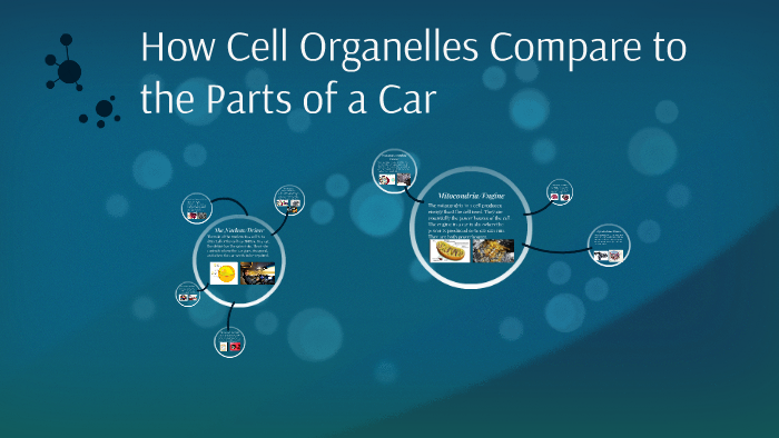 How Cell Organelles Compare to the Parts of a Car by John Demko on Prezi