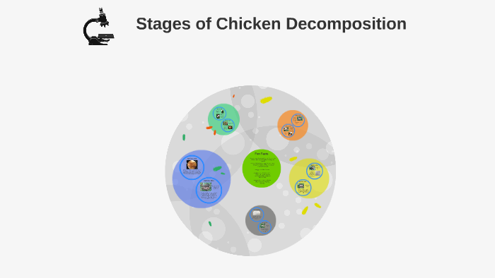 Stages of Chicken Decomposition by Mayra Sendejo on Prezi
