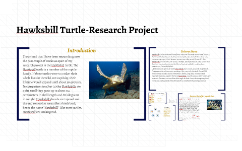 Hawksbill Turtle-Research Project by Jackson Simpson on Prezi
