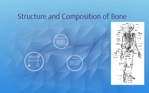 Structure and Composition of Bone by Sile Hu on Prezi