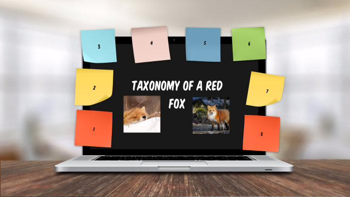 taxonomy of a fox by Ayla Dimmer on Prezi